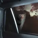 รวมคอร์ดเพลงจากศิลปิน TangBadVoice คอร์ดกีตาร์ | dochord.com